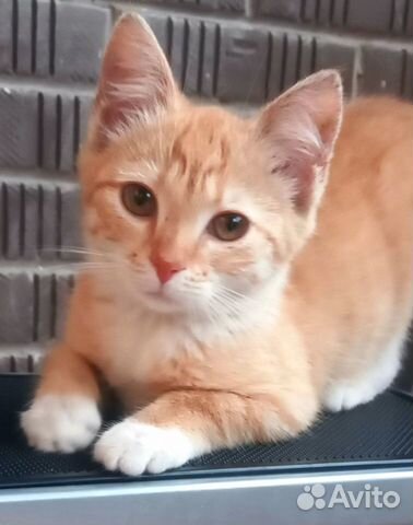 Котенок- рыжее чудо Девочка