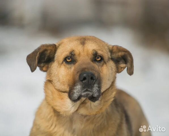 Брутальный кай в поиске Дома