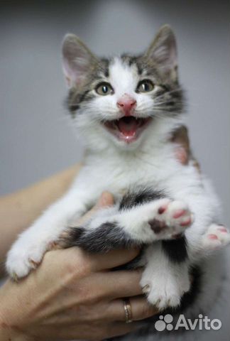 Котенок Витас мечтает стать домашним