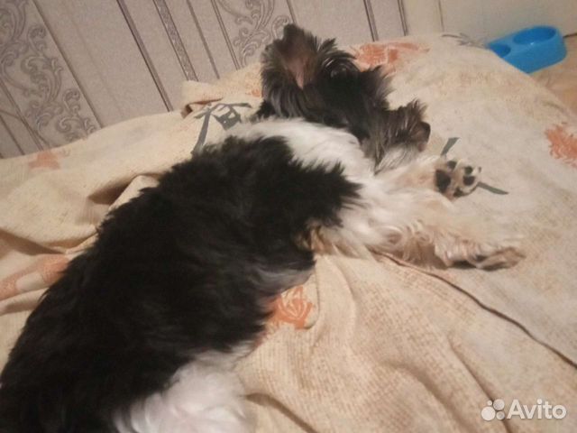 Ёрк бивер 1 годик ищем девочку