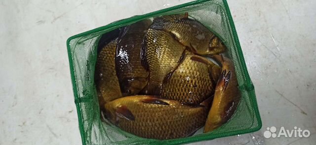 Карась красный горбатый