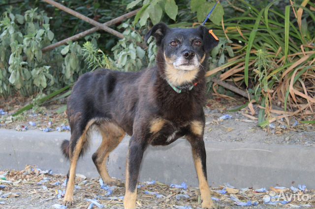 Манюня в поисках дома