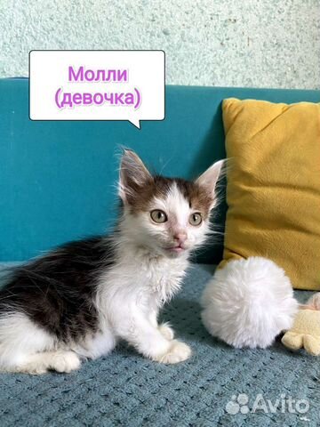 Котенок, кошка