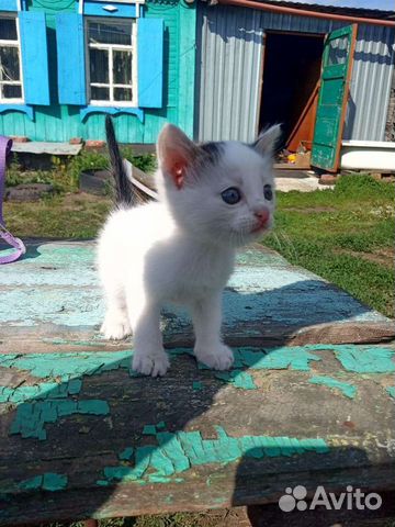 Котята в добрые руки бесплатно