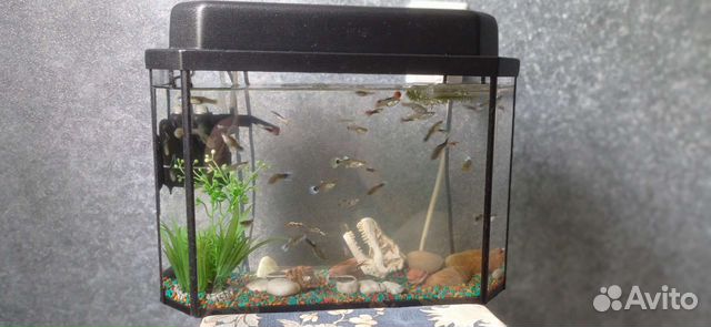 Аквариум с рыбками. И совсем оборудованием