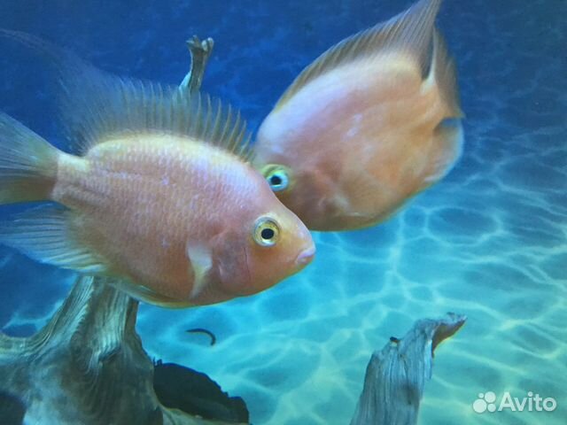 Аквариумная рыба попугай