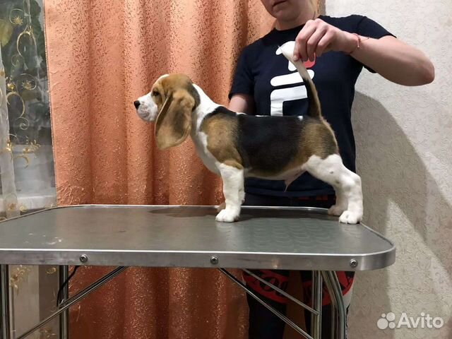 Щенки бигль