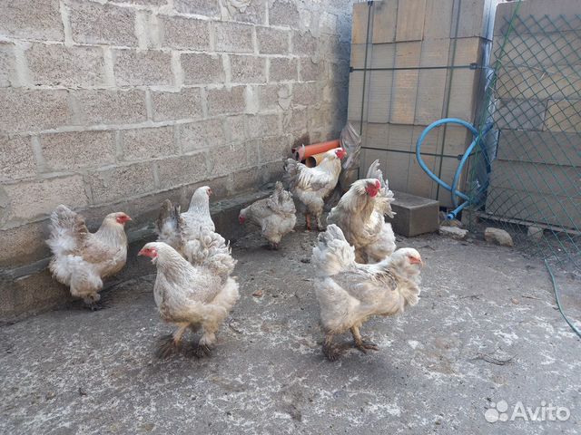 Куры Брама Изабелла Жемчуг