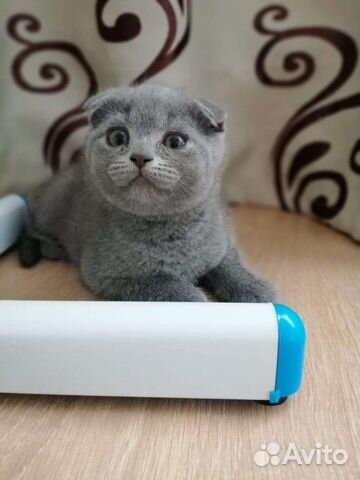 Британские вислоухие котята