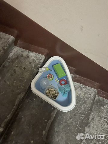 Хомяки джунгарики бесплатно