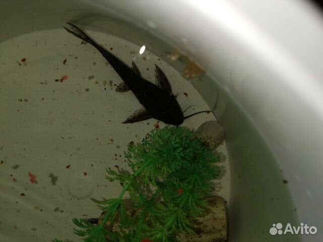 Сомик синадонтис