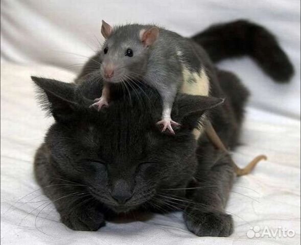 Чёрный котенок ищет дом