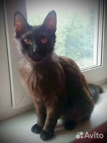 Котик подросток