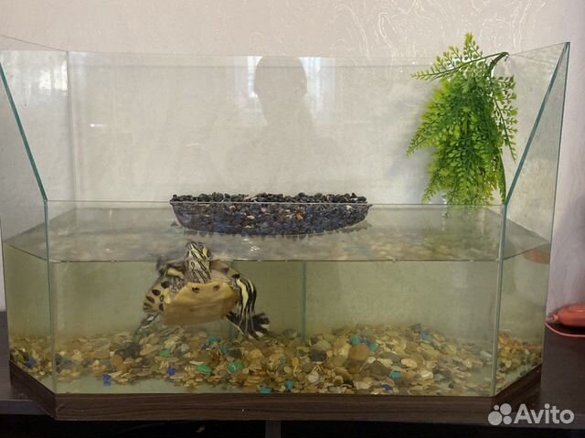 Красноухая черепаха с аквариумом
