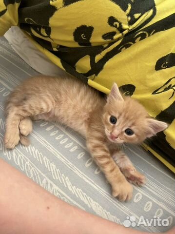 Рыжий котенок мальчик 1-1.5 месяца