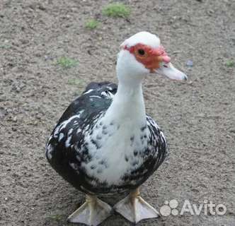 Инкубационное яйцо индоуток