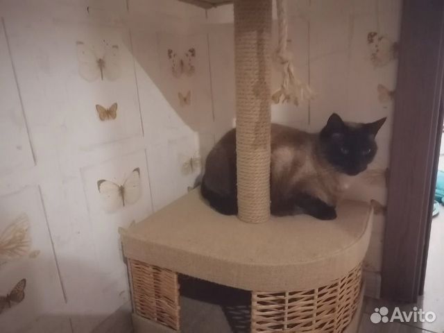 Кошки британская, тайская