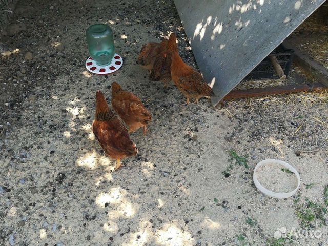 Цыплята подрощенные