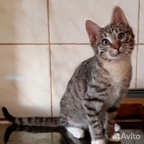 Неугомонный котёнок Шафран в поисках родителей