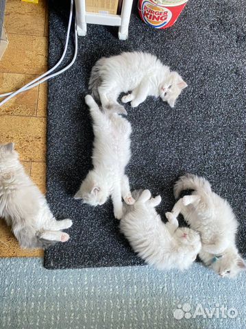 Кошки рэгдолл