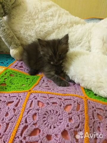 Милые пушистики ищут дом