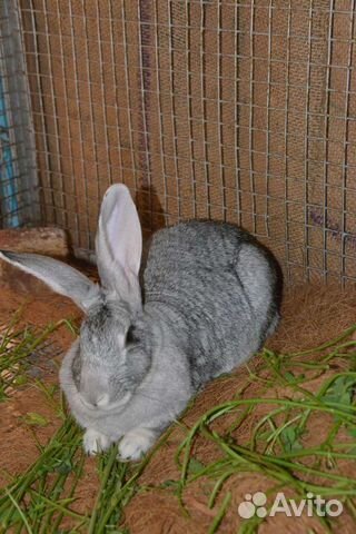 Кролики домашние