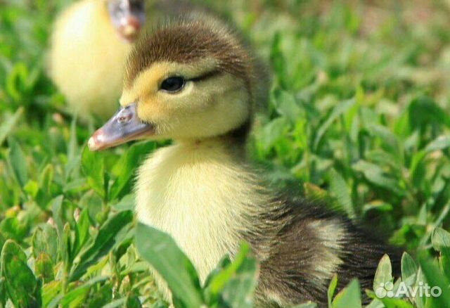 Индоутята,утята дикой Кряквы