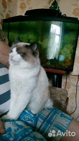 Милые куколки