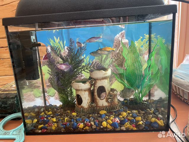 Рыбки с акввриумом и всеми пренадлежностями