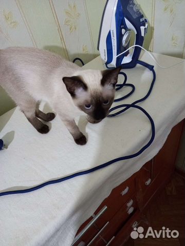 Меконгский бобтейл девочка 4 месяца