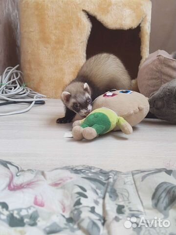 Хорек с клеткой
