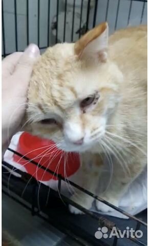 Кот бездомыш нужна помощь