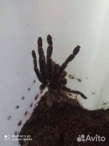 Паук птицеед Lasiodora parahybana