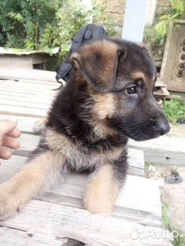 Немецкая овчарка