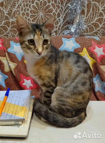 Девочка принцесса ищет дом