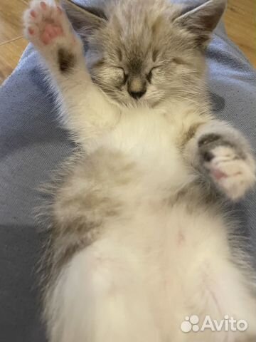 Котята турецкой ангоры