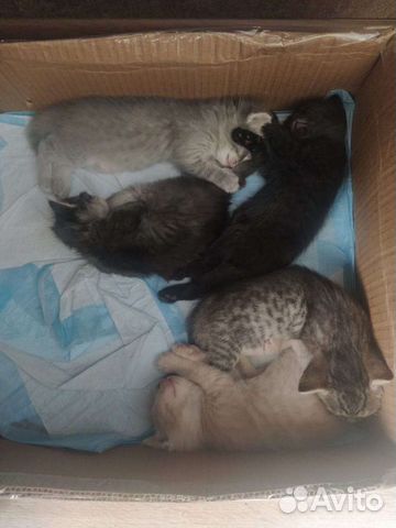 Кошки в добрые руки