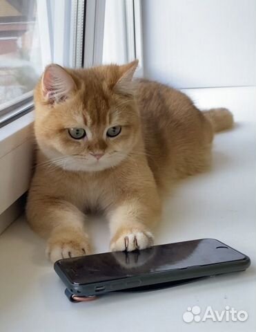 Британская золотая шиншилла