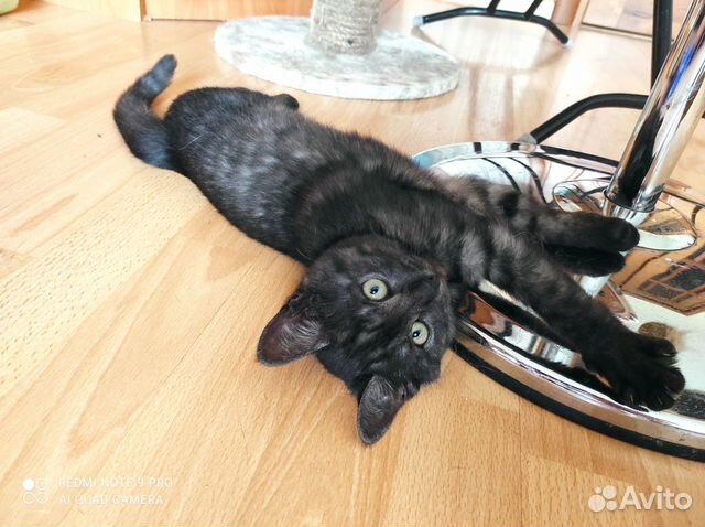 Котенок Дымок в добрые руки