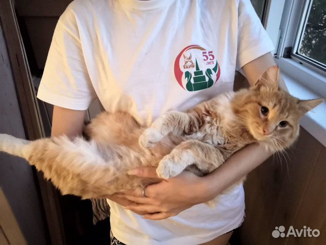 Кота выкинули помогите спасти
