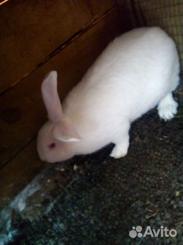 Кролы-производители