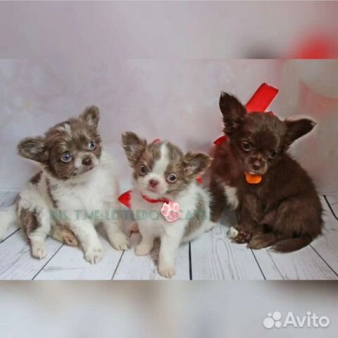 Чудесные чихомальчишки