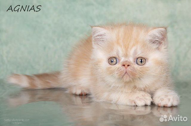 Нежный персик