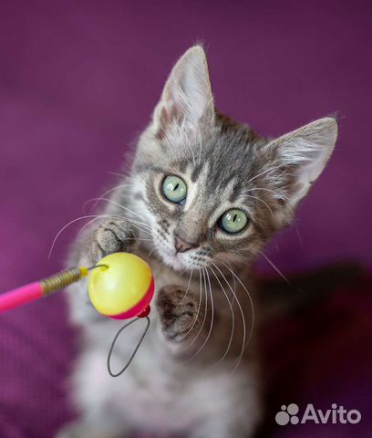 Котенок девочка