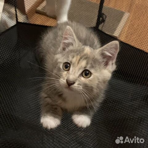 Котенок Вафля ищет дом