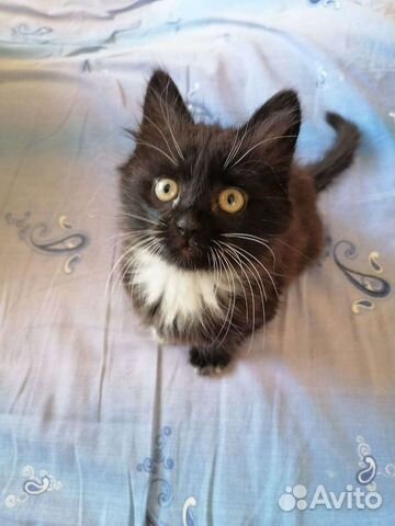 Котенок в Ответственные руки
