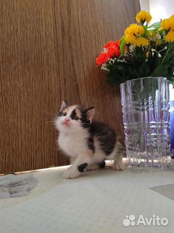 Кошка 1 мес
