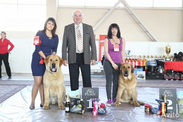 Кобель для вязки