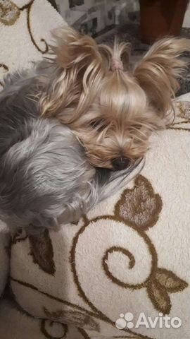 Щенки йорики