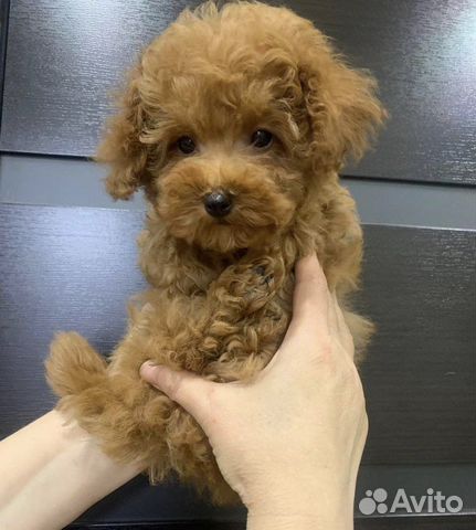 Мальтипу микро китай